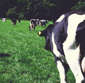 Lyburn Farm – World Cheese Map